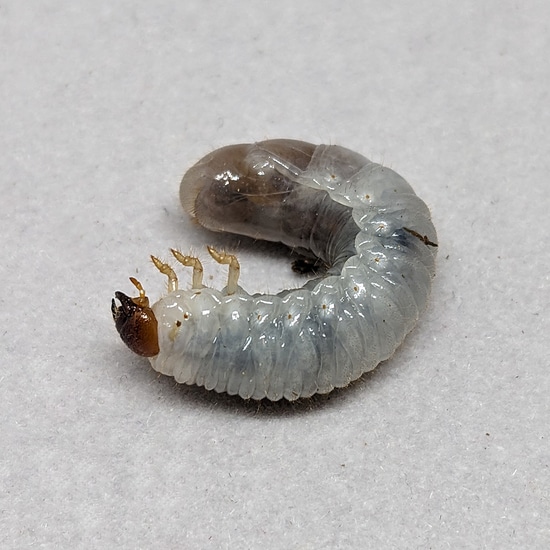 Eastern Hercules Beetle Larva by Leg & Leaf