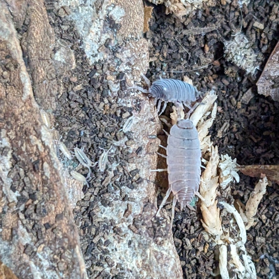 Porcellionides Pruinosus, “Powder Blue” 10ct. Isopod by Leg & Leaf