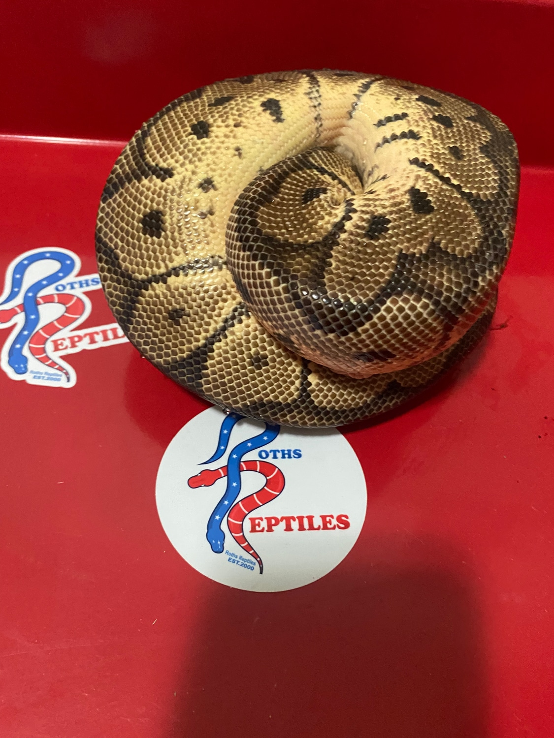 Pastel Clown Ball Python by RothsReptiles - MorphMarket