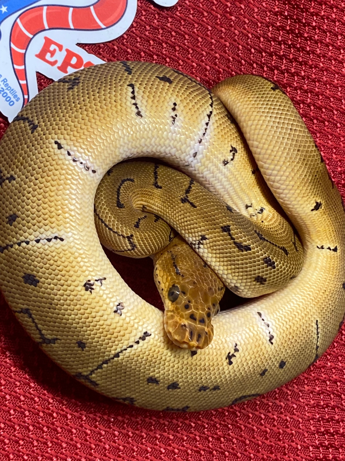 Pinstripe Clown Ball Python by RothsReptiles - MorphMarket