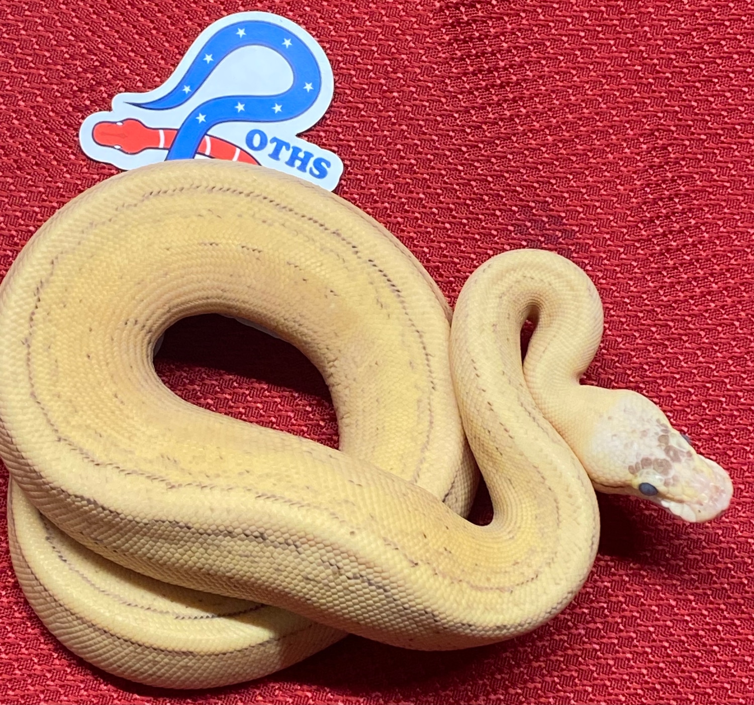 Superstripe Lemonblast Ball Python by RothsReptiles - MorphMarket