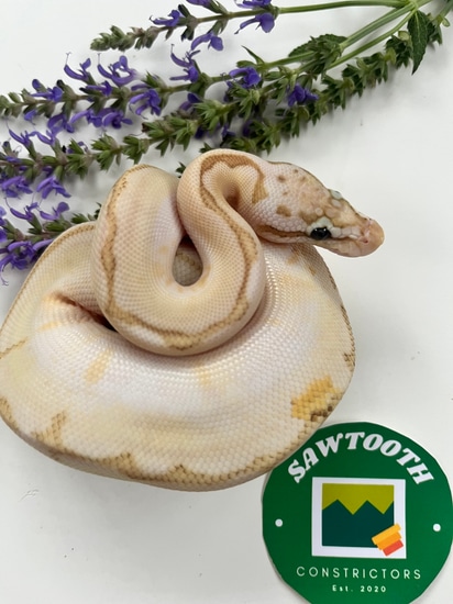 Bamboo Spider Pastel Ball Python by Sawtooth Constrictors