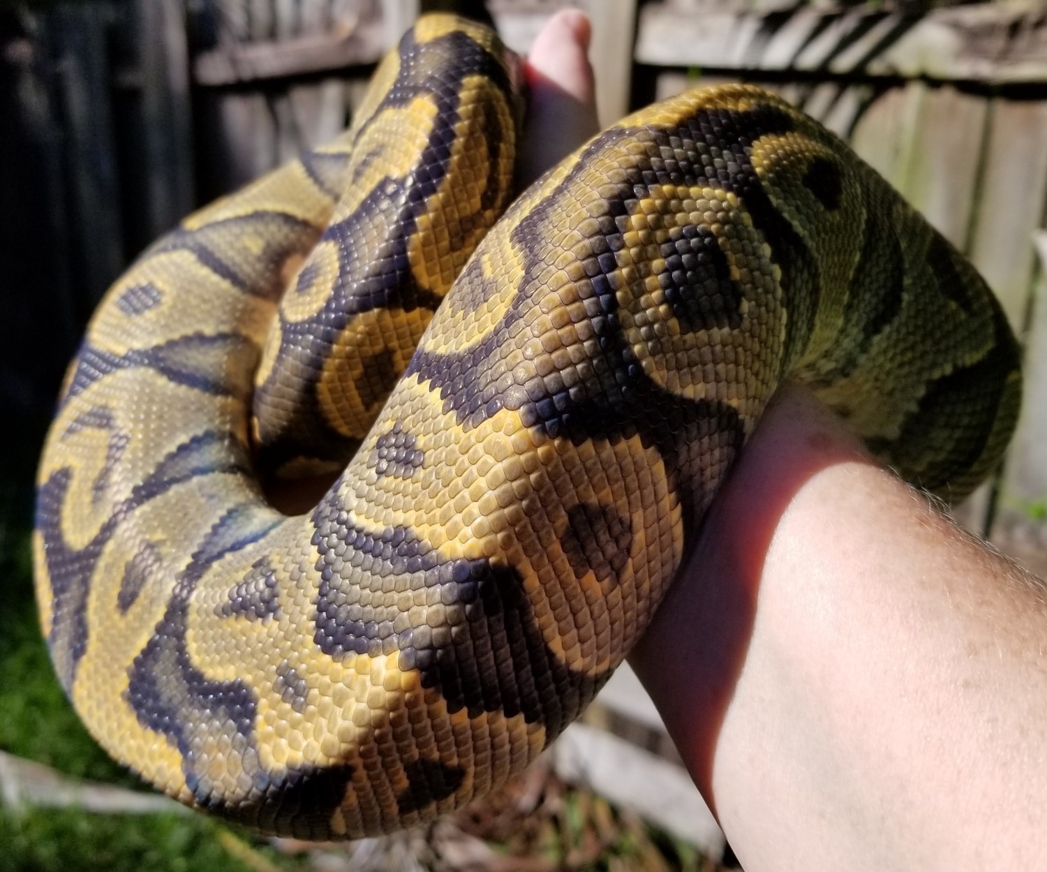 Orange Ghost Ball Python by Tracy and Jill Judd - MorphMarket