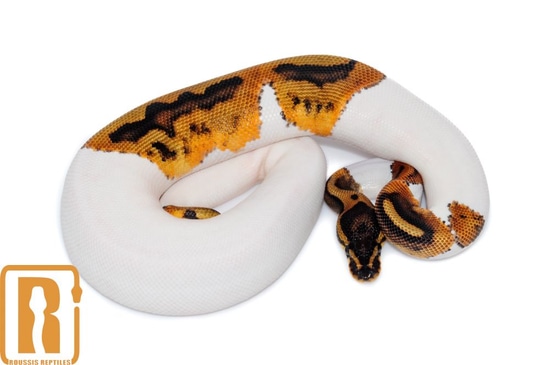Pied Double Het Clown Ghost Ball Python by Roussis Reptiles