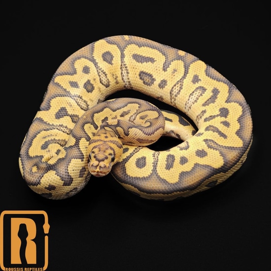 Clown Ghost Het Pied Ball Python by Roussis Reptiles
