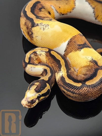 Pied Het Albino Paradox Ball Python by Roussis Reptiles