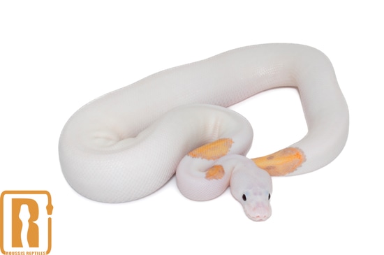 Pied Banana Pinto White Head Ball Python by Roussis Reptiles