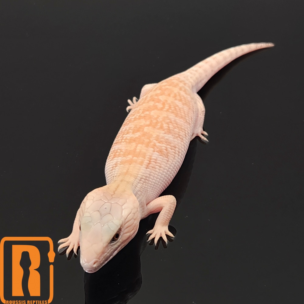 Roussis Reptiles's Collection - MorphMarket