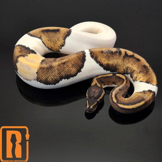 Paradox Pied Banana Ball Python by Roussis Reptiles