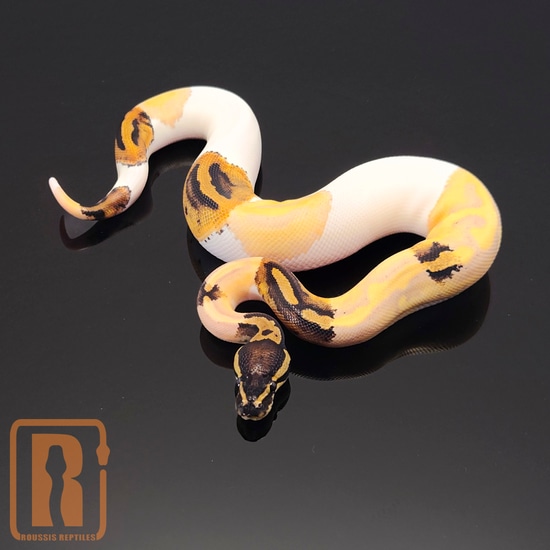 Paradox Pied Banana Ball Python by Roussis Reptiles