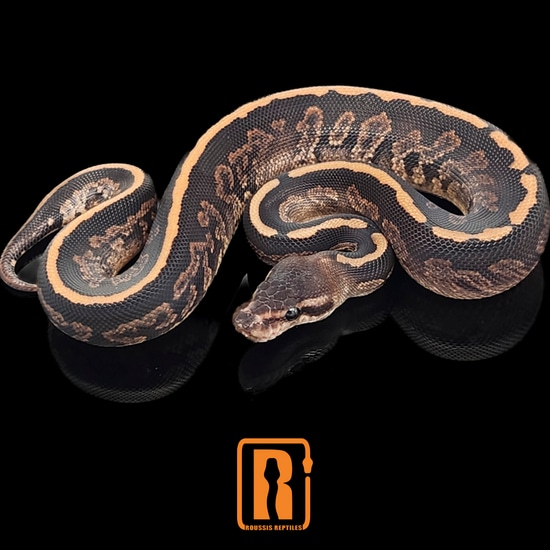 Black Pastel Mahogany Het Pied Ball Python by Roussis Reptiles