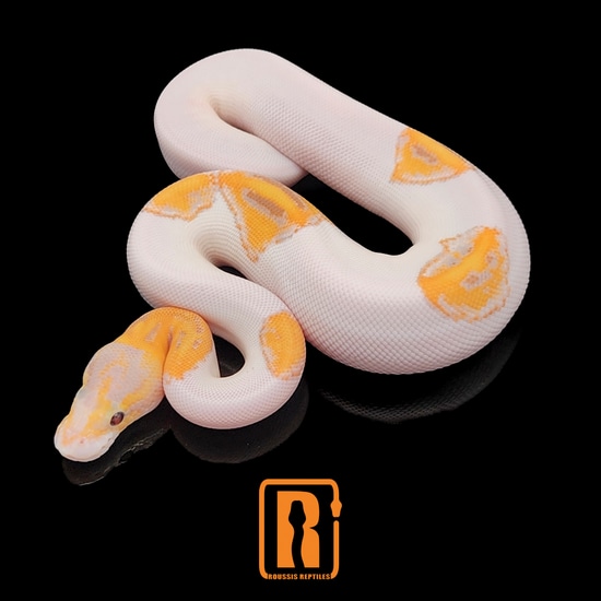 Pied Banana Pinto Ball Python by Roussis Reptiles