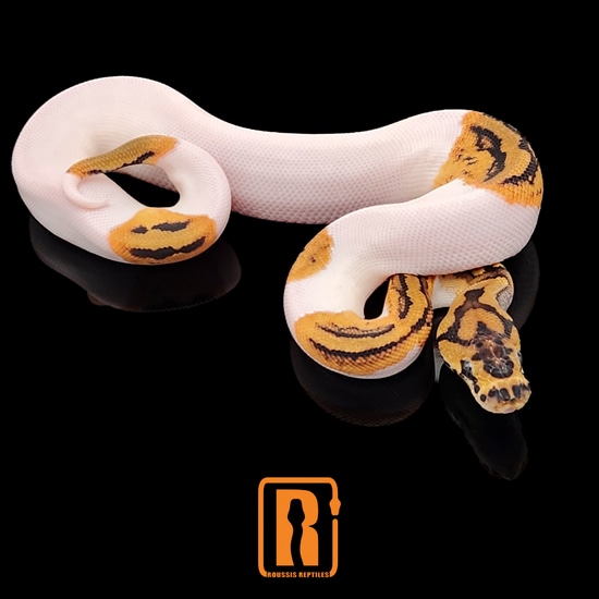 Clown Pied Ball Python by Roussis Reptiles