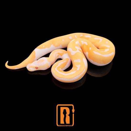 Candy Pied Ball Python by Roussis Reptiles