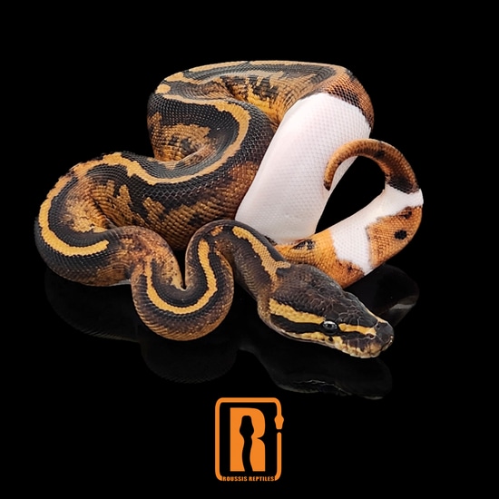 Pied Mahogany Ball Python by Roussis Reptiles