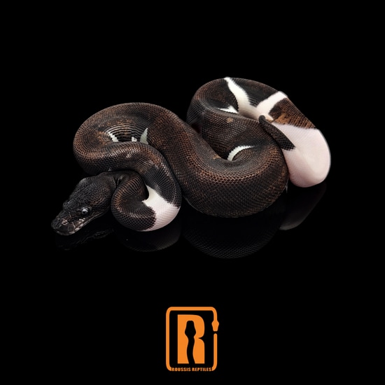 Pied Suma Ball Python by Roussis Reptiles