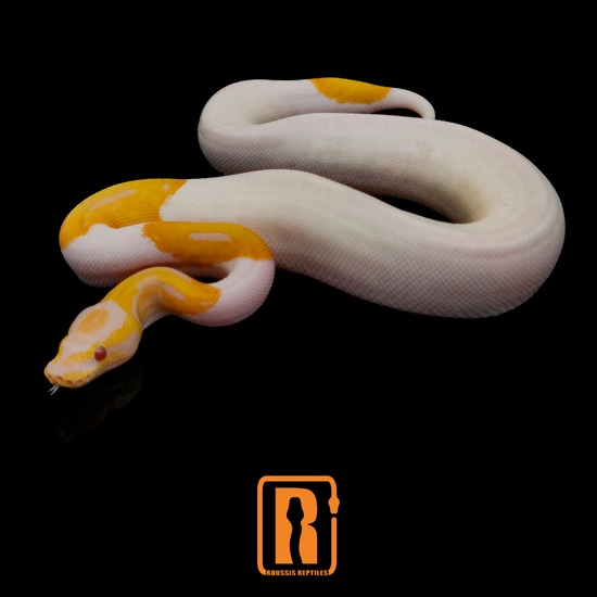Candy Pied Ball Python by Roussis Reptiles