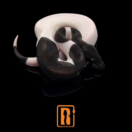 Pied Suma Ball Python by Roussis Reptiles