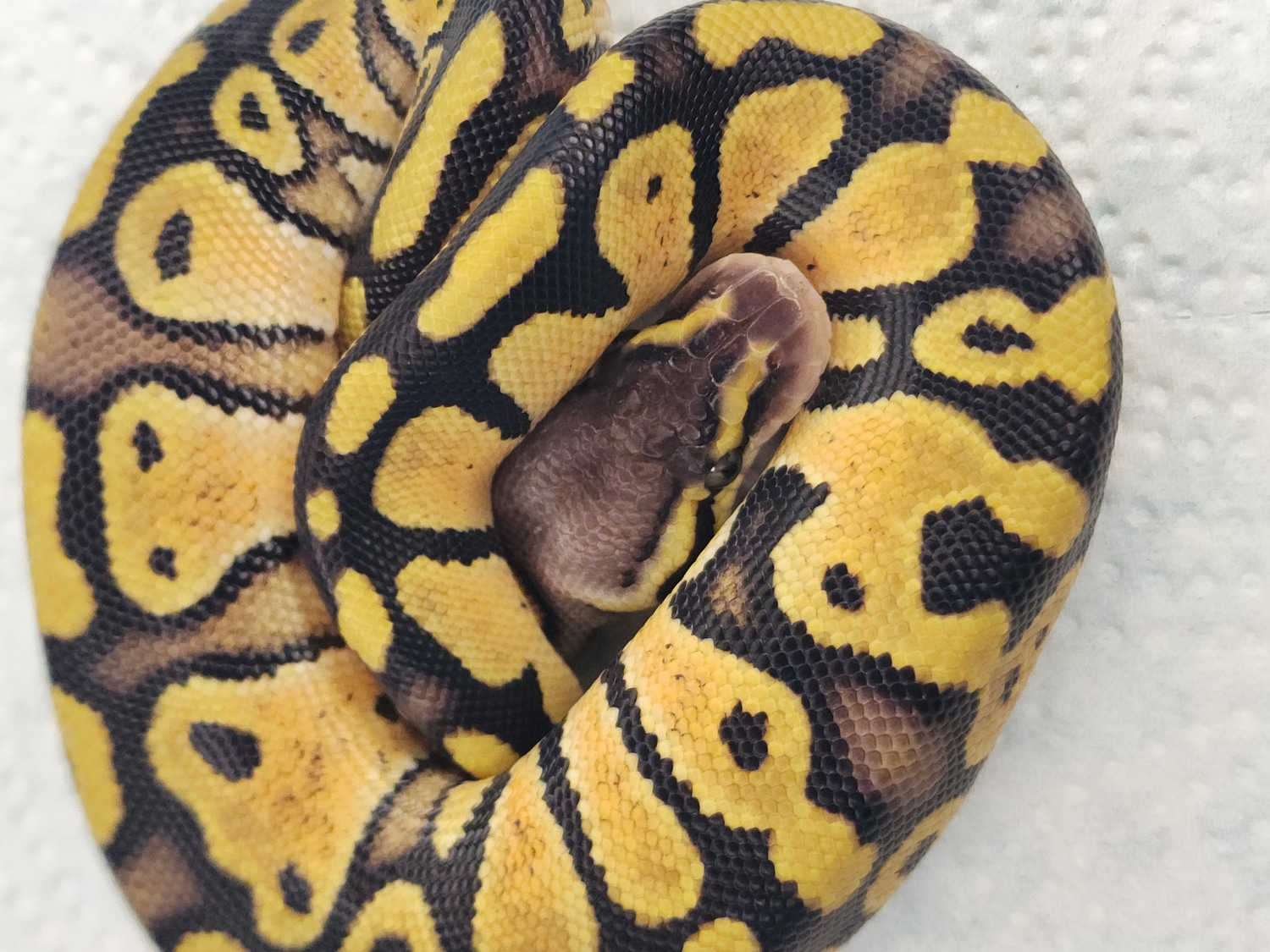 Super Pastel Mojave Ball Python by TandT Emporium - MorphMarket
