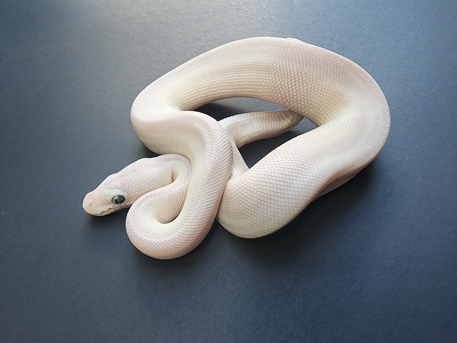 BEL Lesser Mojave Ball Python by Python Patrol Exotics - MorphMarket
