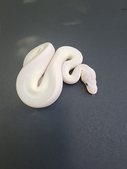 BEL Lesser Mojave Ball Python by Python Patrol Exotics