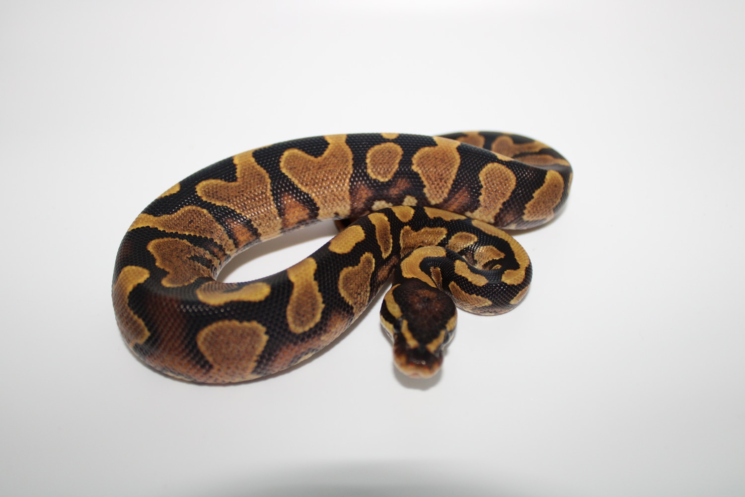 Yellow Belly 66% Het Clown/pied/lavender Ball Python by Royal-Balls423 ...