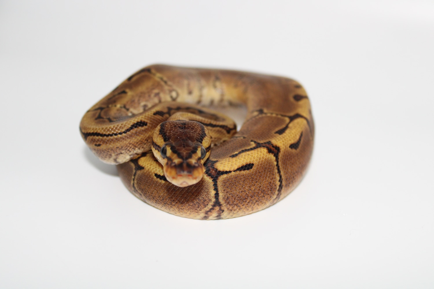 Yellow Belly Pinstripe Ball Python by Royal-Balls423 - MorphMarket