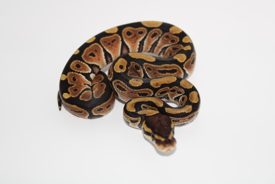 Russo Ball Python by Royal-Balls423