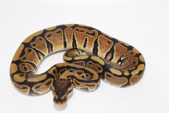 Dinker Ball Python by Royal-Balls423