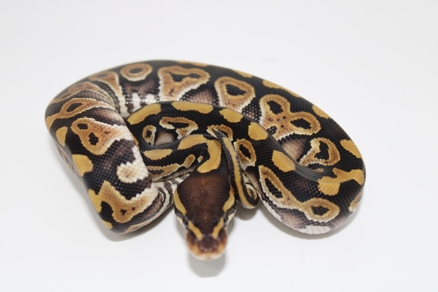 Phantom Ball Python by Royal-Balls423 - MorphMarket