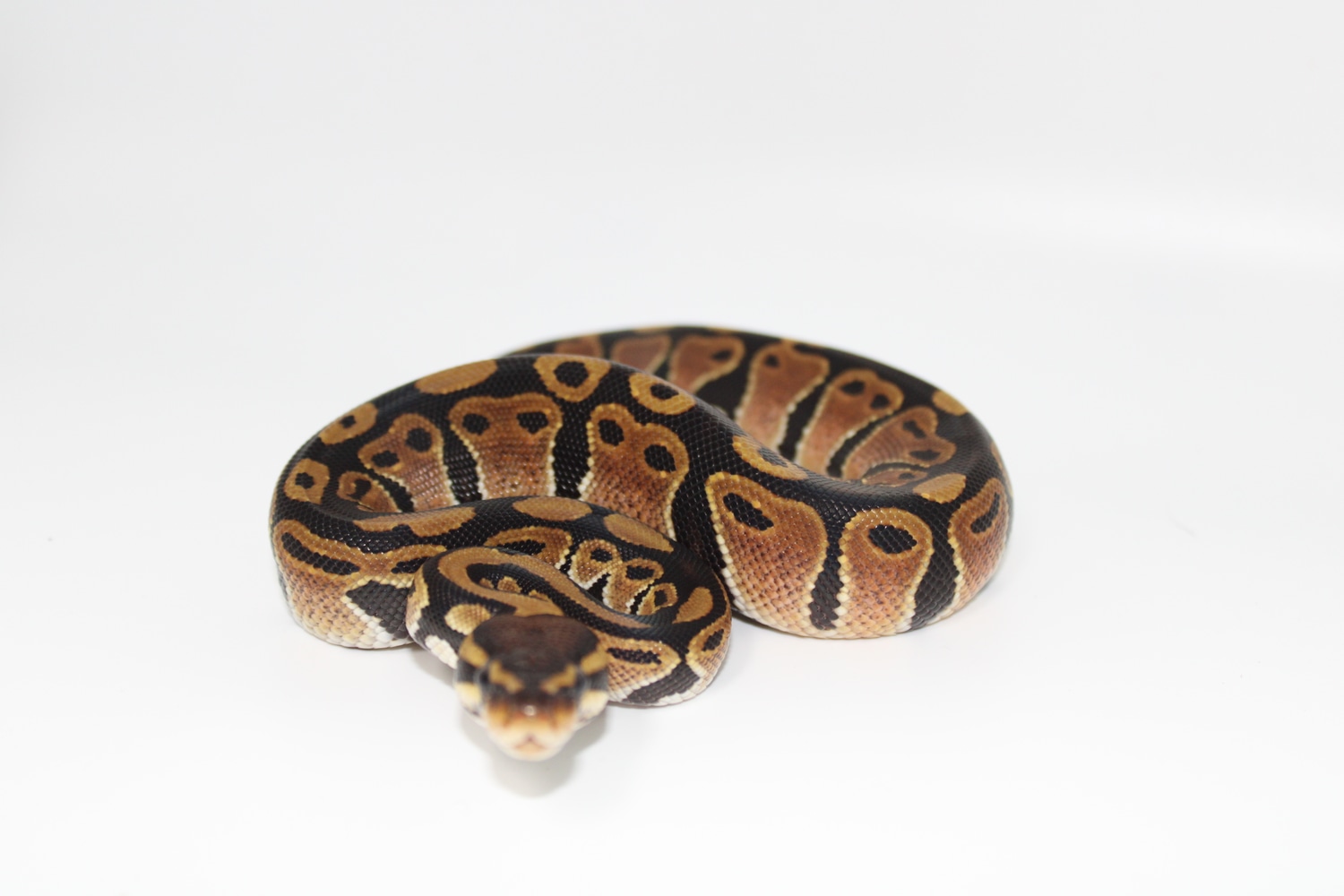 Ringer Gene Double Het Hypo/G Strip Ball Python by Royal-Balls423 ...