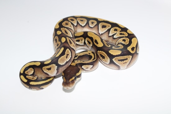 Mojave Ringer Gene Het Hypo Ball Python by Royal-Balls423