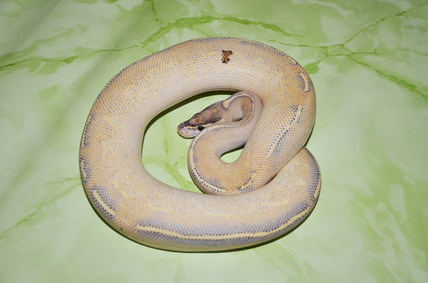 Highway Paradox Ball Python by Royalsnakes - MorphMarket