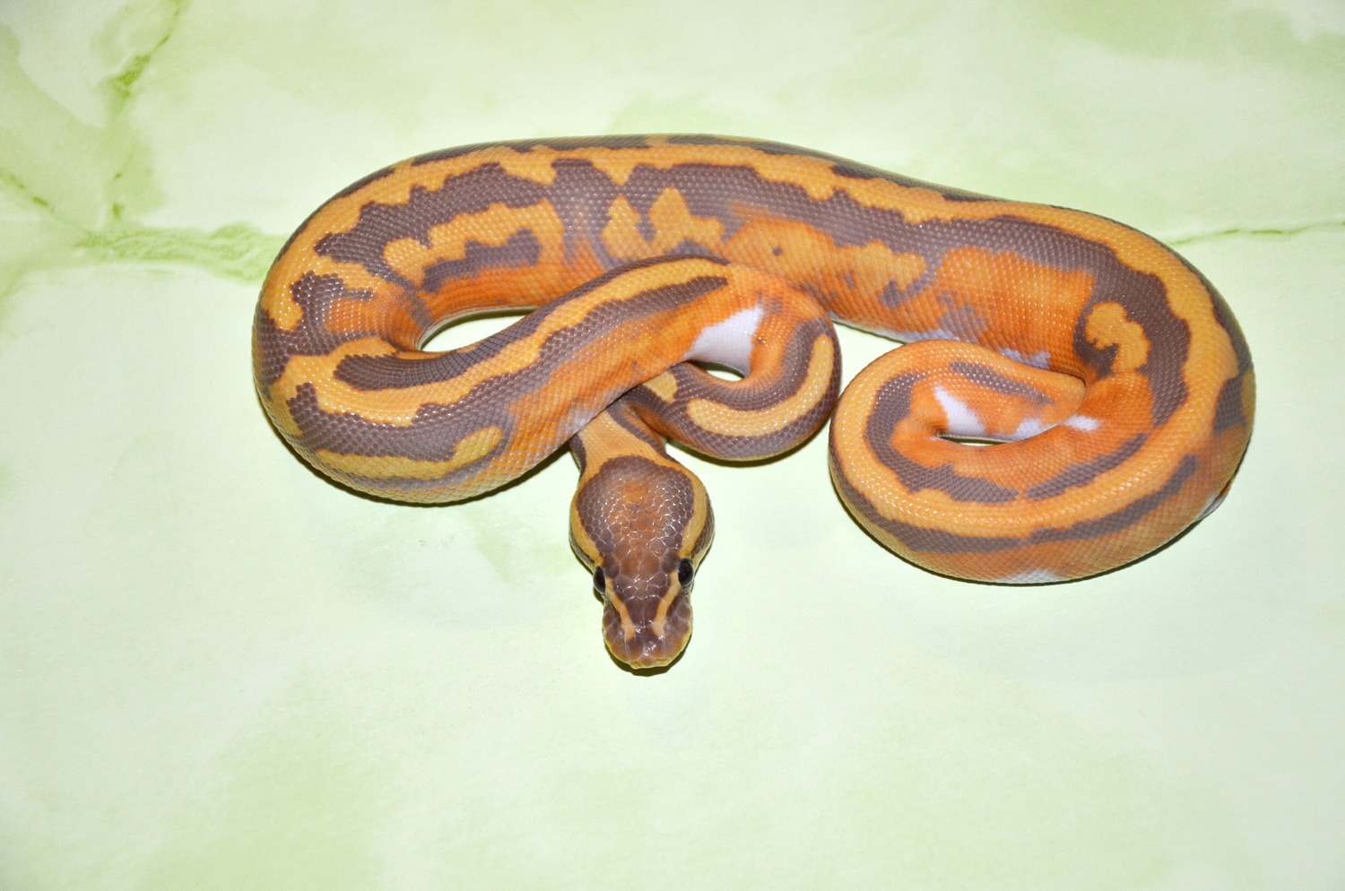 Ultramel Piebald Ball Python by Royalsnakes - MorphMarket