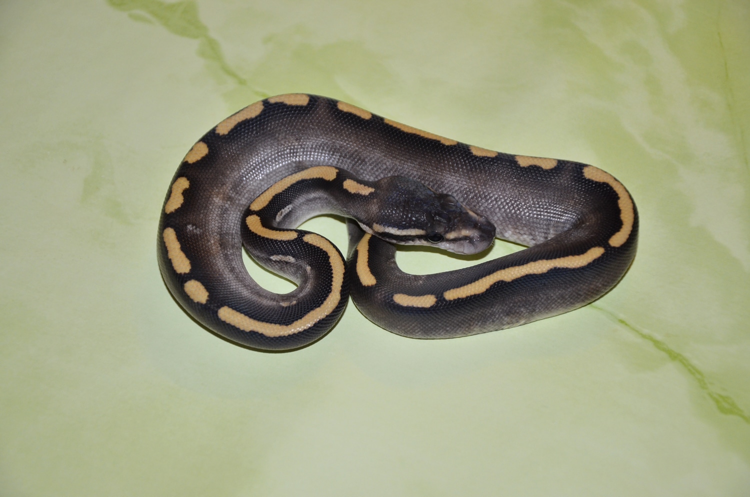 Stranger GHI Phantom Het Clown Pos. Het Moray Ball Python by ...