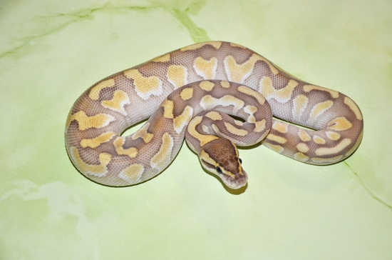 Enchi Butter Dh. Sunset Clown Ball Python by Royalsnakes