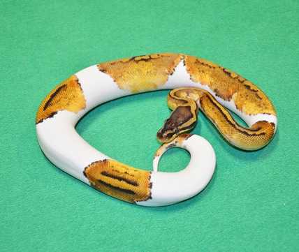 Panda Pied Ball Python by Royalsnakes - MorphMarket