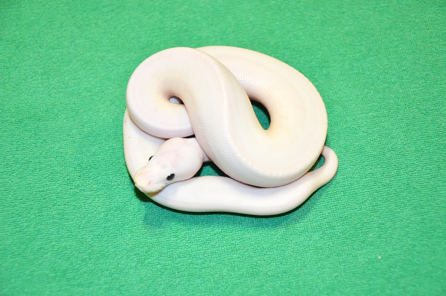 Champagne Ivory Phantom Or Russo Pos. Bamboo Ball Python by Royalsnakes ...
