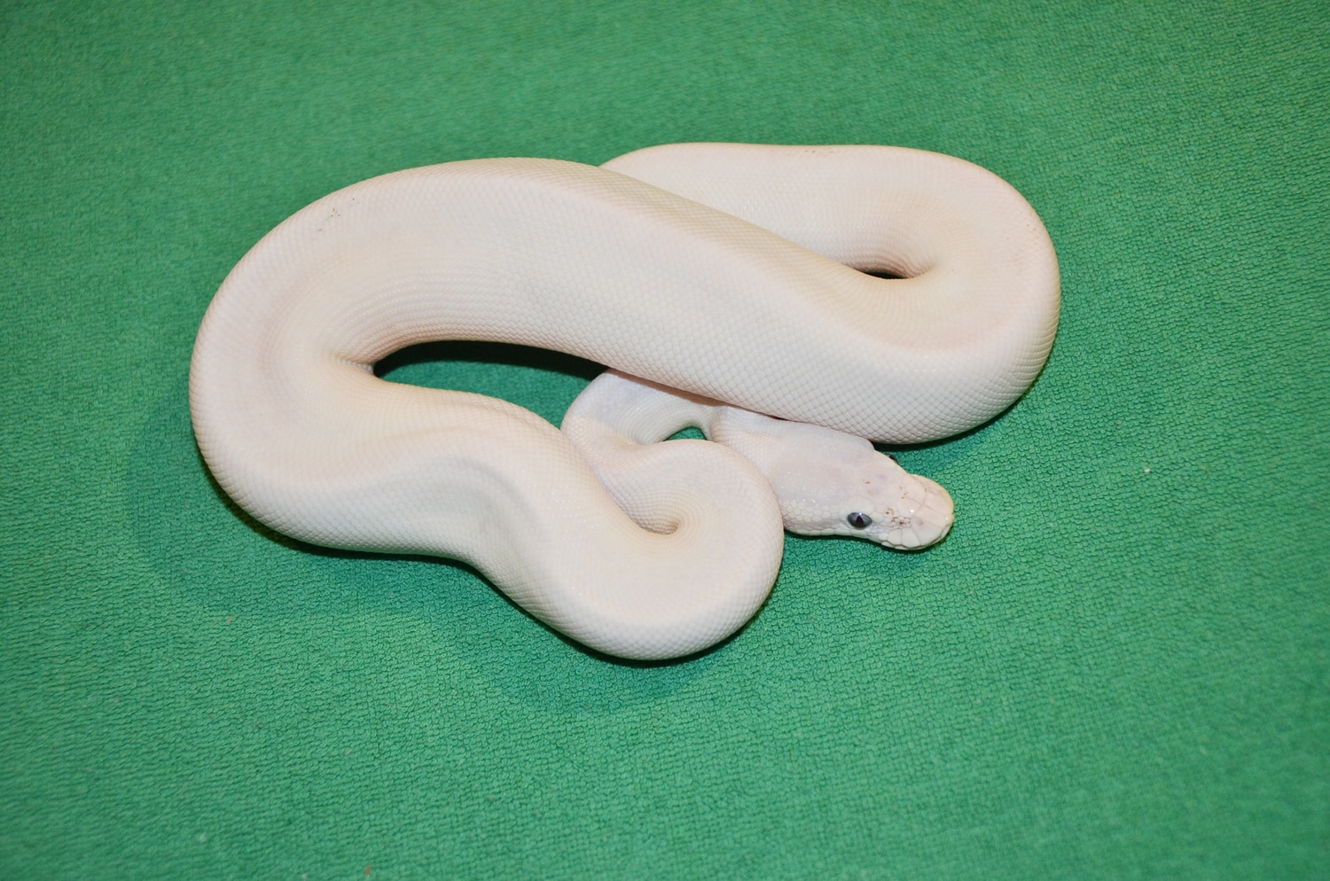 GHI Super Mojave Het Clown Pos.het Hypo Pos. Twister (Chaos) Ball ...
