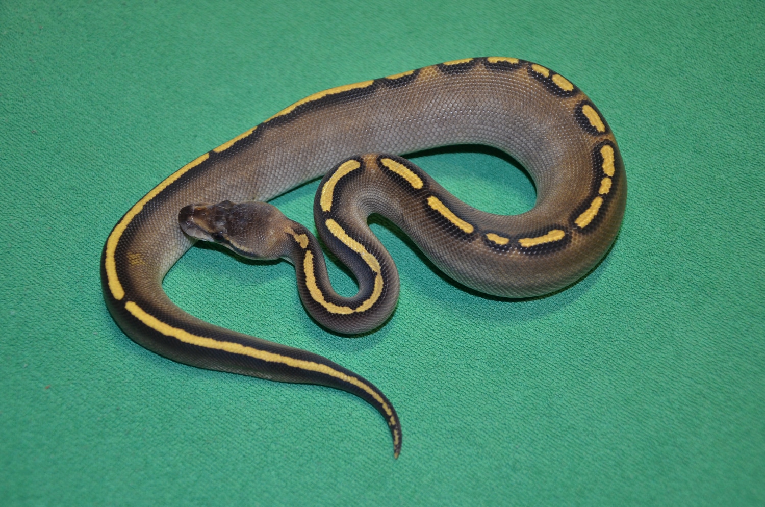Stranger GHI Phantom Het Clown Pos. Het Moray Ball Python by ...