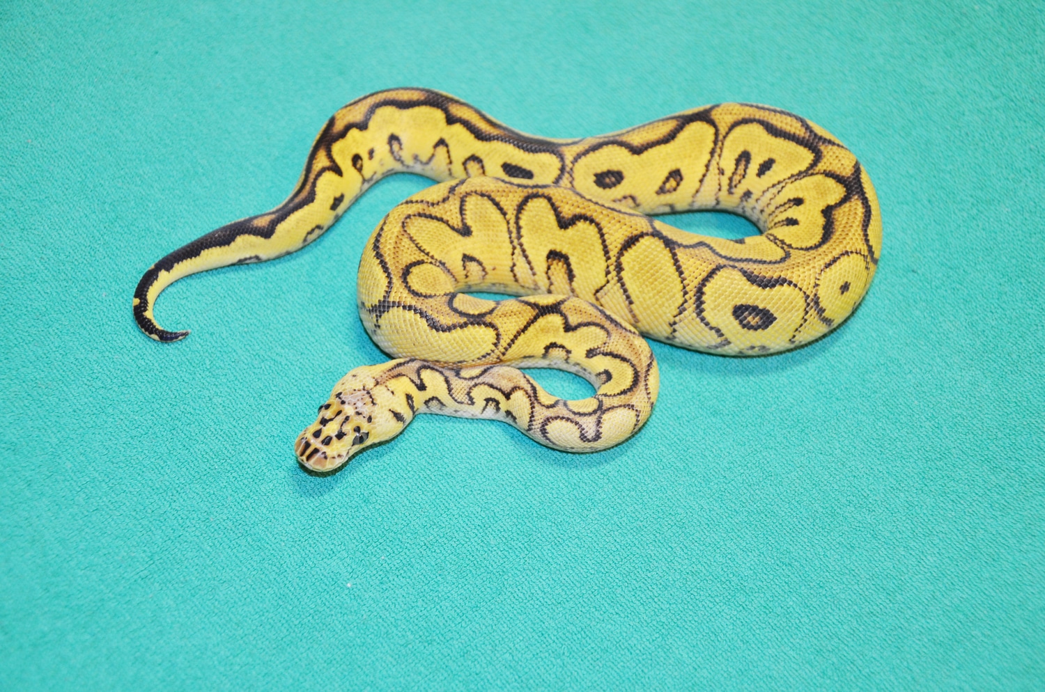 Firefly YB Clown Ball Python by Royalsnakes - MorphMarket