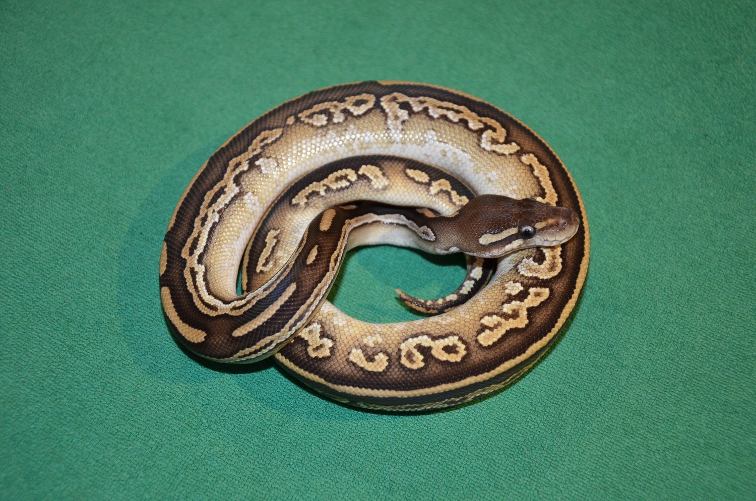 RTB Black Pastel Mojave Dh. Monsoon Piebald Ball Python by Royalsnakes ...