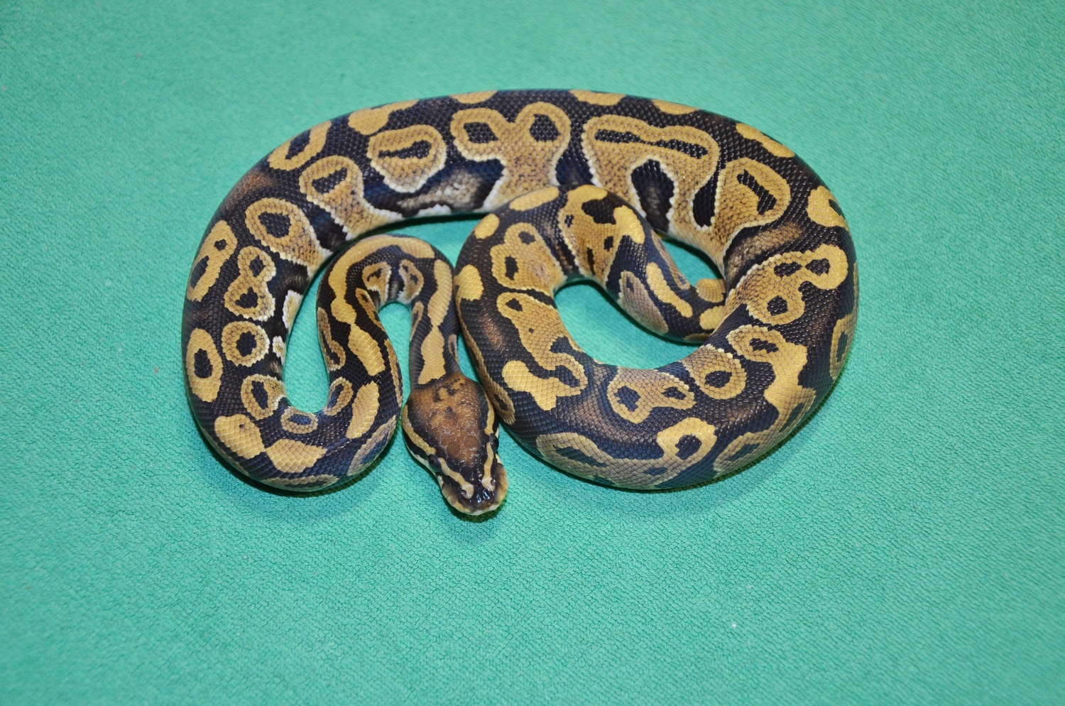 Dh. Monsoon Clown Ball Python by Royalsnakes - MorphMarket