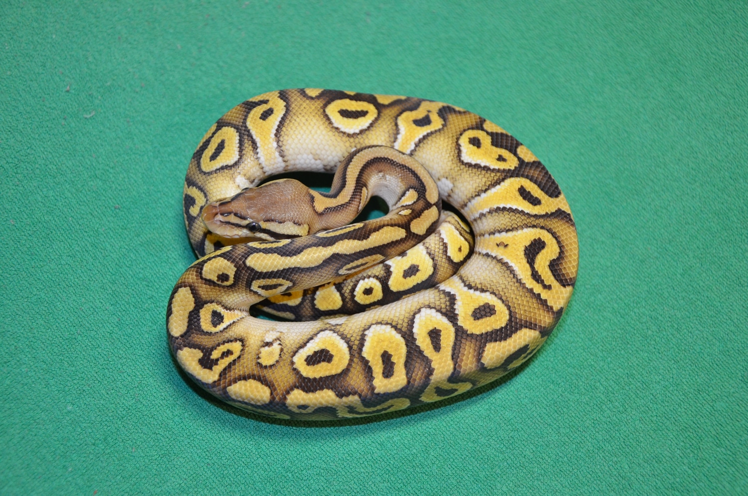Pastave Dh. Monsoon Clown Ball Python by Royalsnakes - MorphMarket
