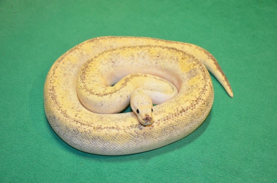 Breeder Super Pastel YB Champagne Odd Ball Python by Royalsnakes