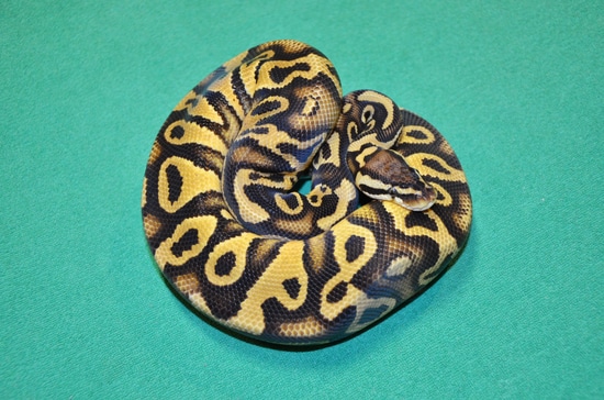RTB Pastel YB Dh. Ultramel Clown Pos. Het Desert Ghost Ball Python by Royalsnakes