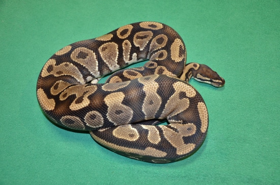 PB Gravel Het Piebald Ball Python by Royalsnakes