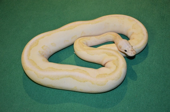 Breeder Vanilla Scream Butter Clown Ball Python by Royalsnakes