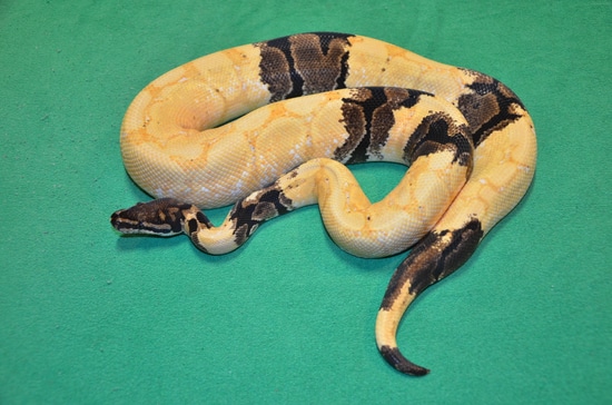 Coral Glow Spider Paradox Ball Python by Royalsnakes