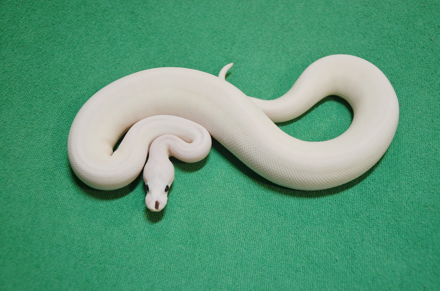 Panda Pied Ball Python by Royalsnakes - MorphMarket